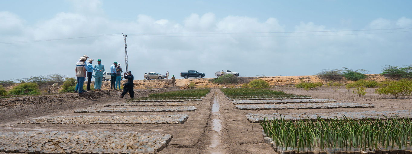 Delta Blue, Pakistan